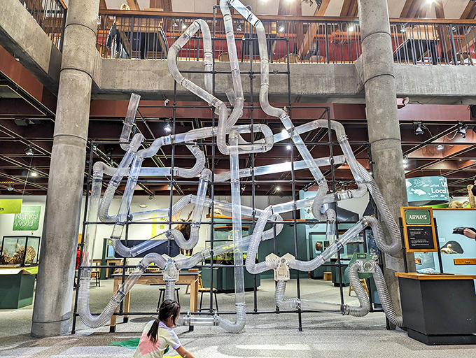 The Airways exhibit sends colorful scarves zooming through transparent tubes, demonstrating air pressure principles with carnival-like flair.