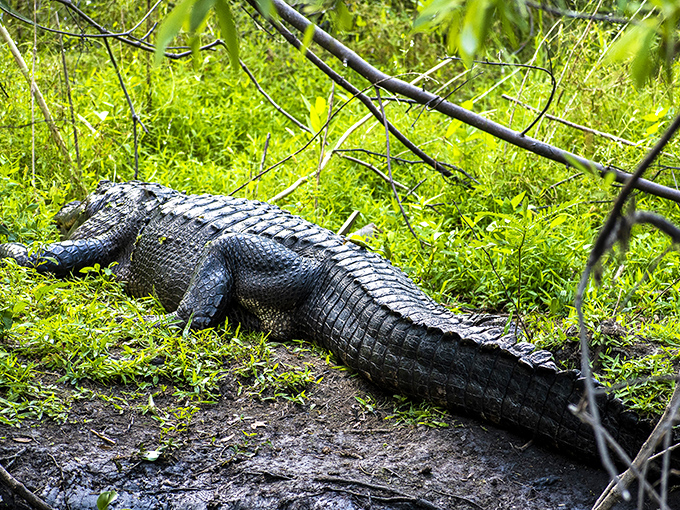 A prehistoric resident basks in the sun, reminding hikers they're merely guests in this ancient reptile's domain.