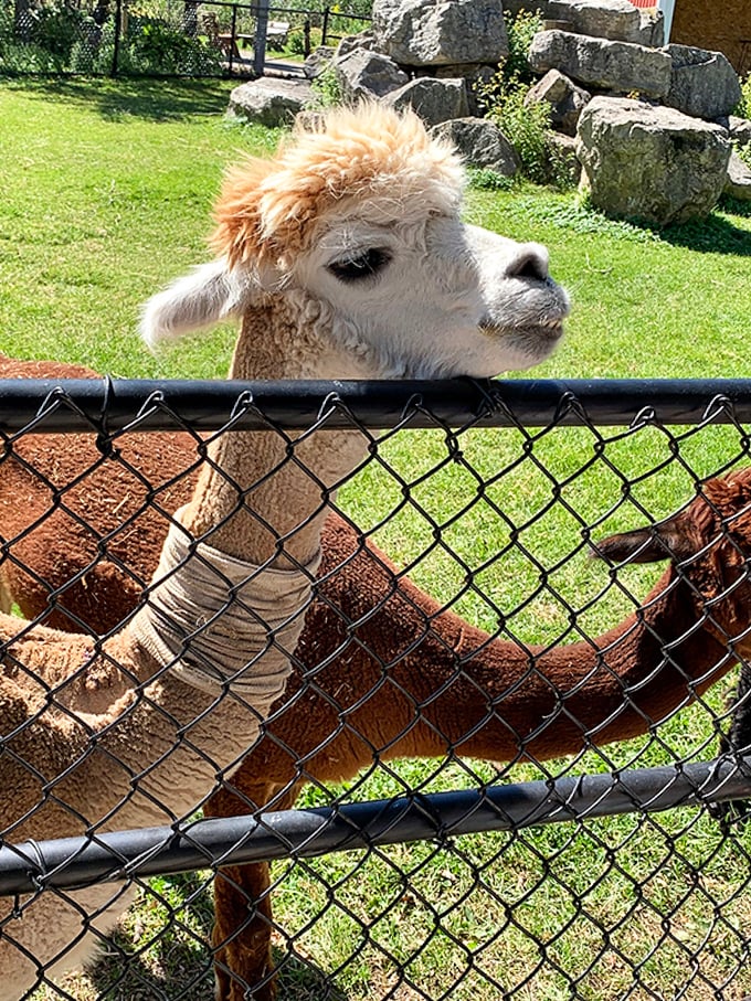 "Excuse me, do you have an appointment?" This alpaca's expression suggests you might need one.