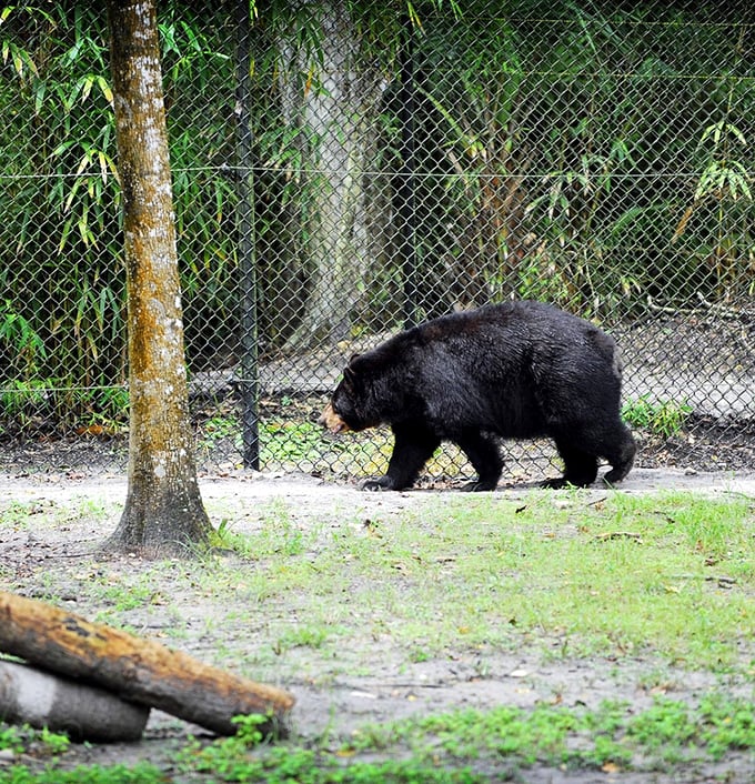 Beyond manatees, the Crystal River area hosts diverse wildlife including this black bear at nearby Homosassa Springs Wildlife State Park.