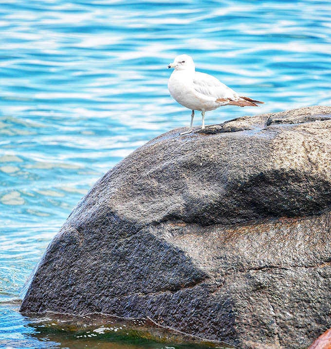 Even the local wildlife appreciates a good vantage point &ndash; this gull surveys the shoreline with the same keen eye as agate hunters below.