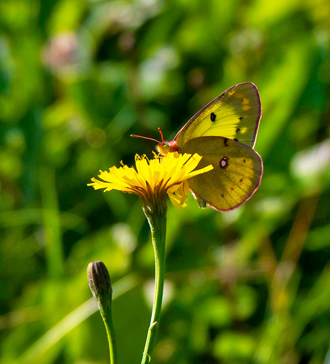 A delicate butterfly pauses on a dandelion, reminding visitors that Coos Canyon's magic extends beyond just rocks and water.