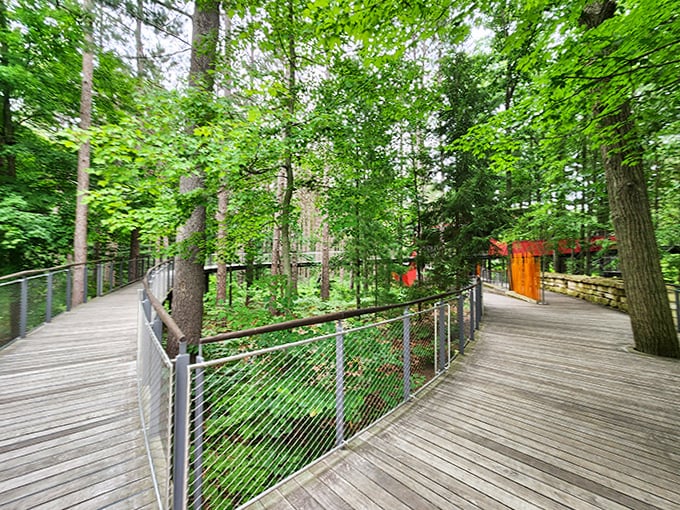 The curved boardwalk guides visitors through leafy canopies, offering perspectives usually reserved for squirrels and songbirds.