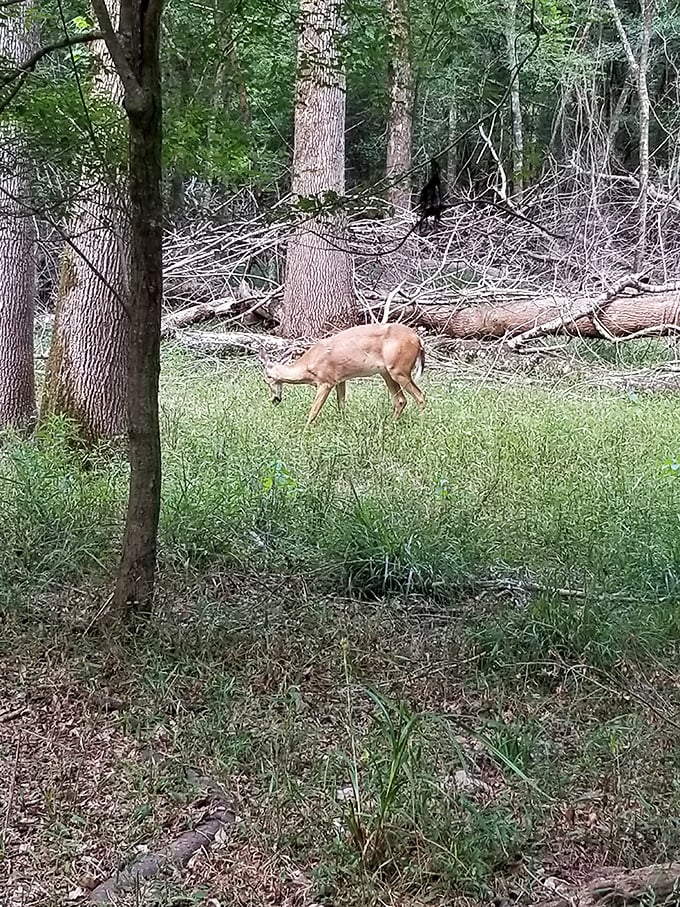 Wildlife encounters add magic to every visit &ndash; this deer pausing mid-breakfast as if posing for its woodland glamour shot.
