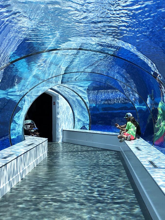 The underwater tunnel at the Arctic Ring of Life offers surreal views of polar bears swimming overhead like massive, furry submarines on patrol.
