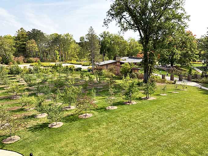 Dow Gardens' manicured landscape showcases young trees in perfect formation, like nature taking a lesson in geometry.