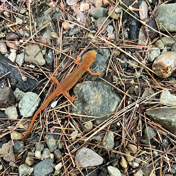 Hello, little friend! This vibrant salamander brings a pop of prehistoric orange to the forest floor &ndash; nature's living highlighter.