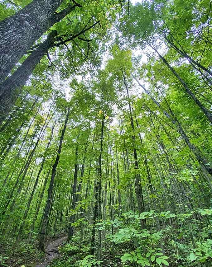 Looking skyward through a cathedral of leaves, where sunlight plays hide-and-seek through branches that have witnessed centuries of human passage below.