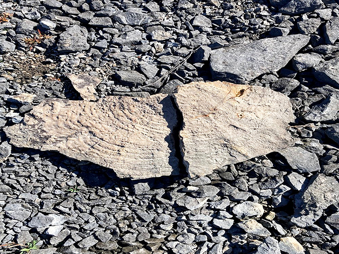 Earth's ancient diary, written in stone &ndash; each fossil tells a chapter of Michigan's underwater prehistory.