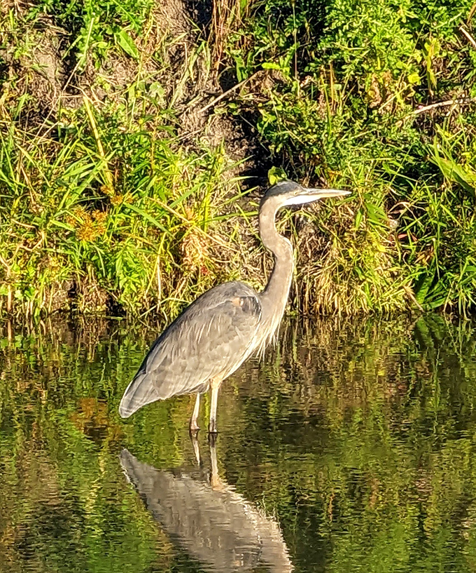 "Excuse me, I'm working here!" A great blue heron strikes its classic pose, the consummate professional of wetland hunting techniques.