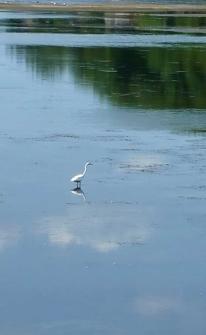 A solitary egret hunts in the shallows – nature's patient fisherman finding dinner along the causeway's edge.