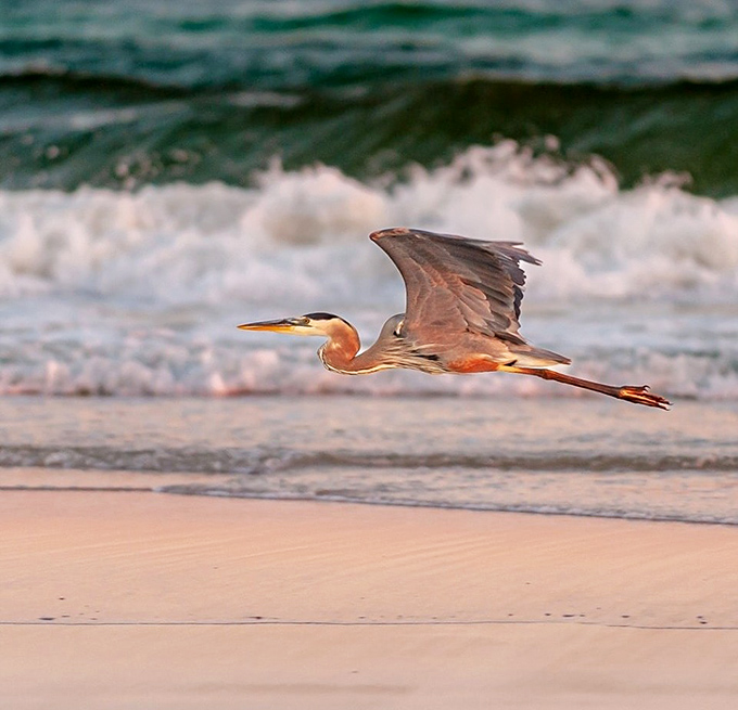 Nature's perfect choreography—a great blue heron glides along the shoreline at sunset. No admission fee for this daily performance.