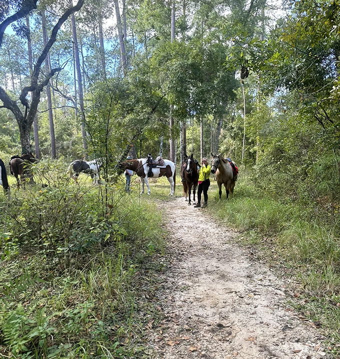 Trail riders guide their horses through dappled sunlight, experiencing the forest's tranquility from a saddle-bound perspective.