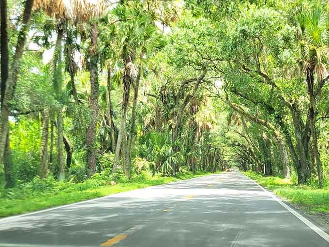 Trees arch overhead like nature's own cathedral ceiling, except this one comes with better ventilation and a congregation of birds providing the soundtrack.