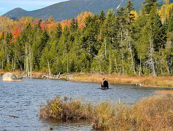 Maine's unofficial welcoming committee often appears at dawn, casually dining while completely ignoring your camera clicks.