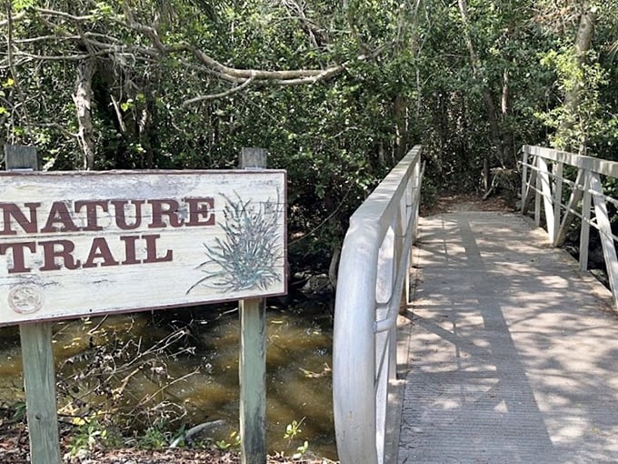 The Nature Trail boardwalk invites you to step into a world where humans are merely visitors and wildlife runs the show.