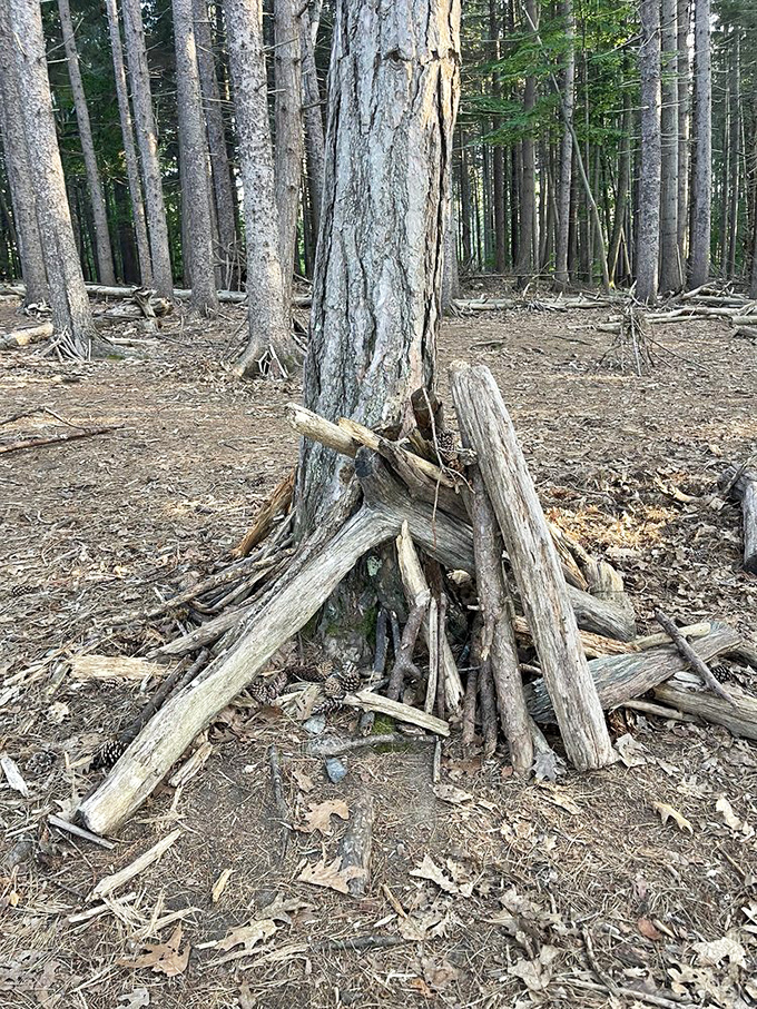 Nature provides the perfect building materials&mdash;fallen branches become support beams while moss offers soft bedding for weary fairy travelers.