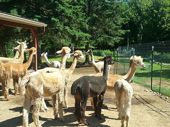 The alpaca equivalent of a backyard pool party, where the cool kids gather to discuss the latest in hay fashion.