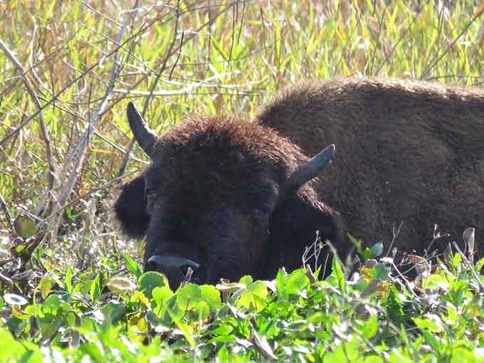 Up close, these bison are even more impressive, their massive heads and powerful shoulders commanding respect from a safe distance.