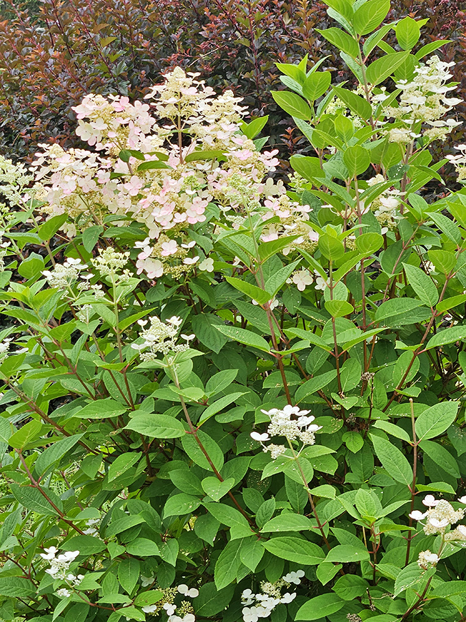Peegee hydrangea blooms cascade like a botanical waterfall of cream and white &ndash; nature's answer to the wedding bouquet, supersized and spectacular.