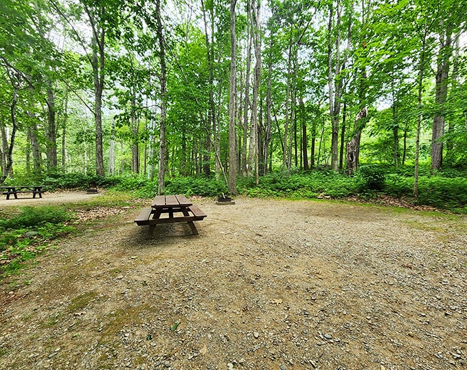 Peaceful picnic paradise: These rustic tables invite visitors to dine surrounded by Maine's whispering pines.