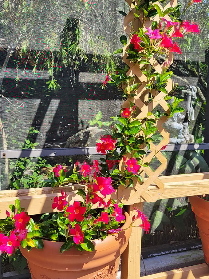 Vibrant mandevilla climbs skyward along wooden lattice &ndash; proof that sometimes the best garden structures are simply elegant frameworks for nature.