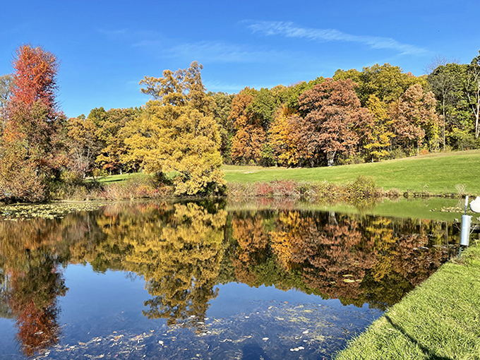 Mother Nature doubles her autumn masterpiece in this mirror-like pond, creating twice the visual feast for leaf-peepers and photography enthusiasts.