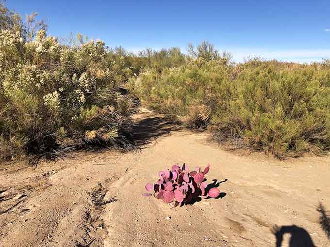Sandy sections remind you that you're still in Arizona, just in case the sunshine didn't tip you off.