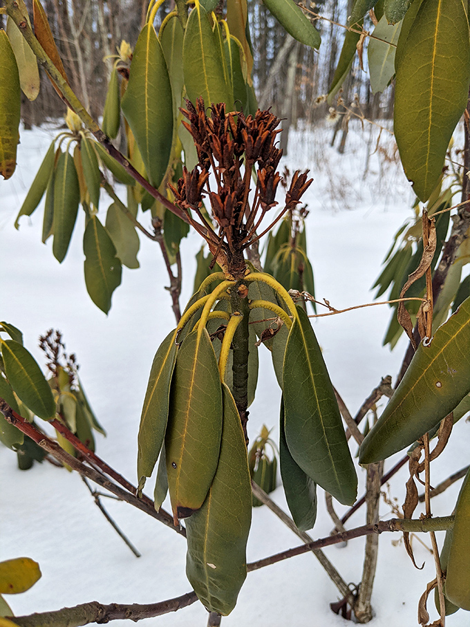 Even in winter's embrace, rhododendron stands defiantly green, promising spring's return while snow blankets the surrounding forest floor.