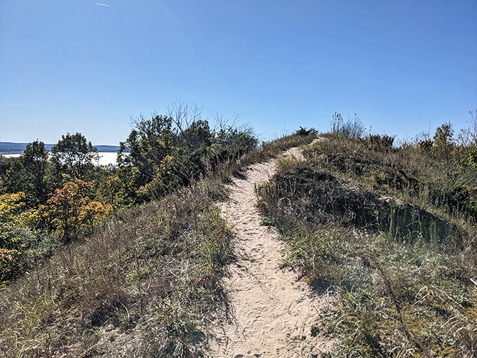 Sandy ridges create natural pathways through dune country, where every hill conquered reveals new perspectives of Michigan's coastal beauty.