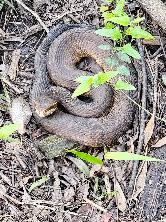 A water moccasin demonstrates perfect coil technique &ndash; nature's reminder to admire Florida's wildlife from a respectful distance.