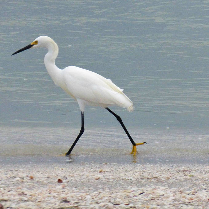 Snowy Egret: This elegant shore bird struts along the water's edge like it's on a runway, showing off those fabulous yellow feet.