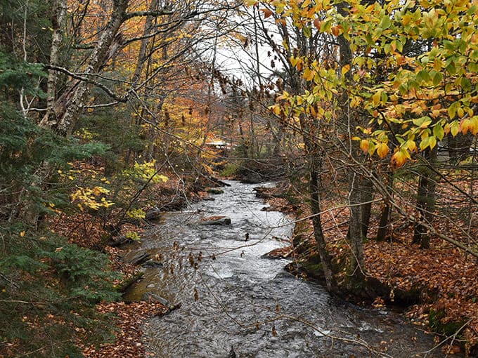 Mountain streams provide the soundtrack to your hike, bubbling along like nature's own white noise machine set to the "peaceful forest" setting.