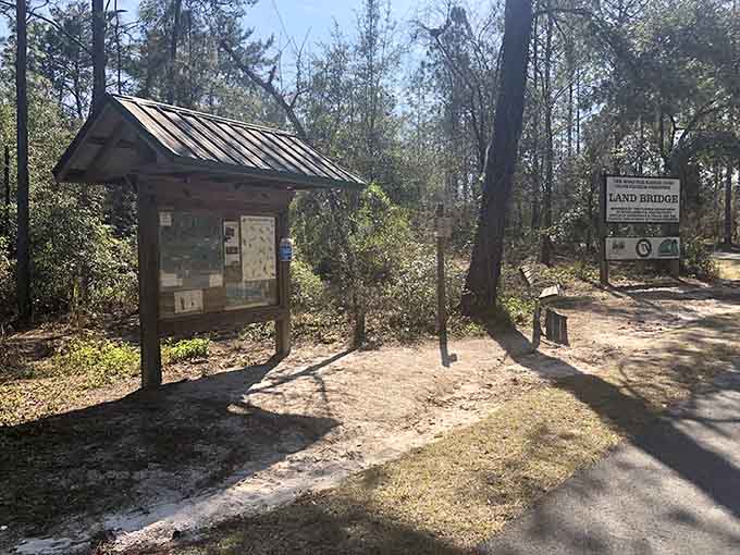 Information boards explain the bridge's purpose and wildlife, turning every visit into an educational experience that doesn't feel like homework.
