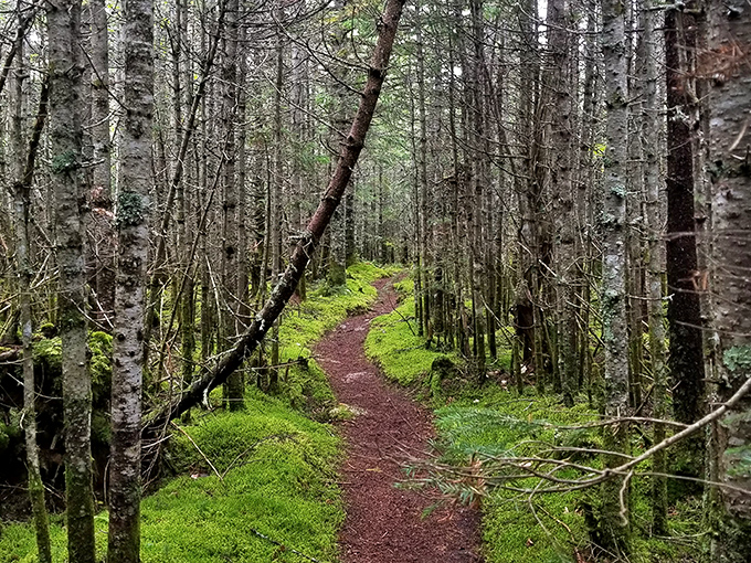 Nature's green carpet welcomes you through a birch-lined corridor. No red velvet here, just pure Maine woodland magic.