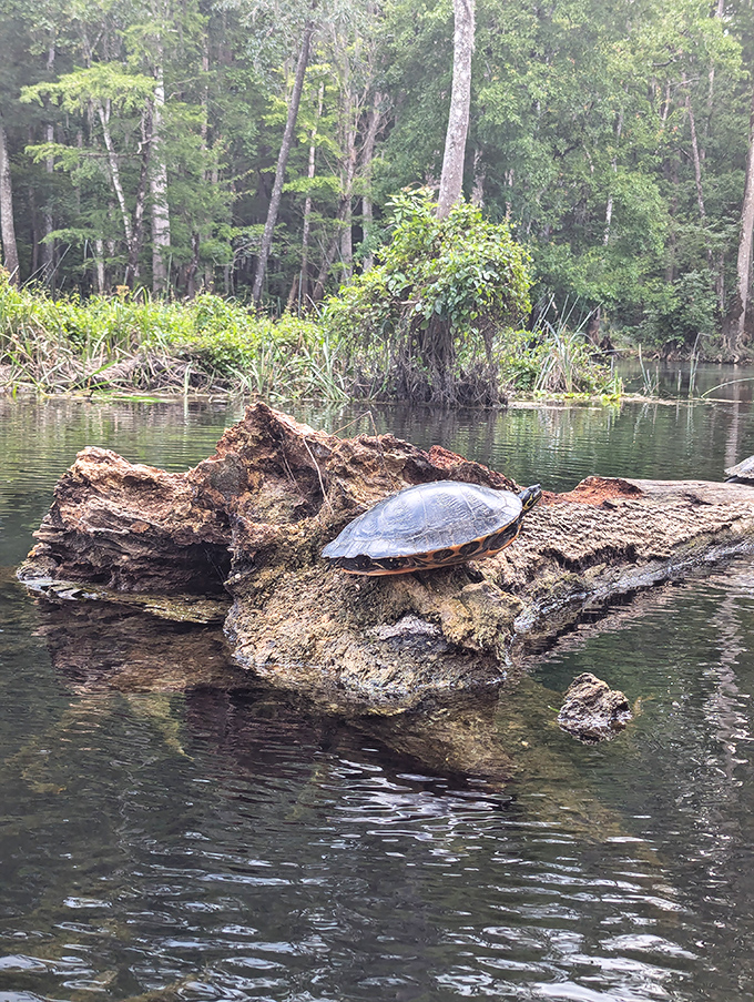 A turtle sunbathes on a log, demonstrating the proper technique for achieving maximum relaxation in minimum effort.