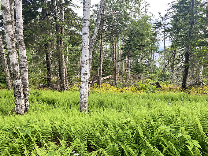 Ferns create a sea of green beneath birch sentinels, nature's version of a plush carpet that no vacuum cleaner should ever touch.