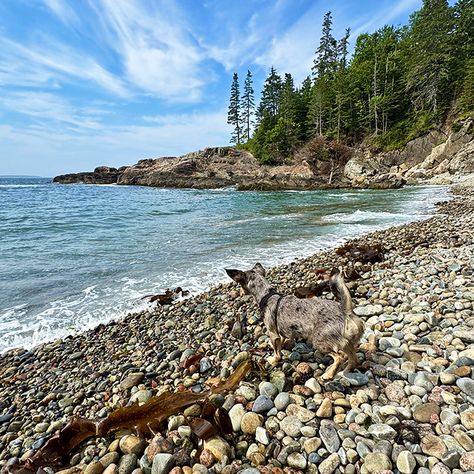 The crystalline waters of Little Hunters Beach reveal a kaleidoscope of stones beneath the surface, like nature's own jewelry box.