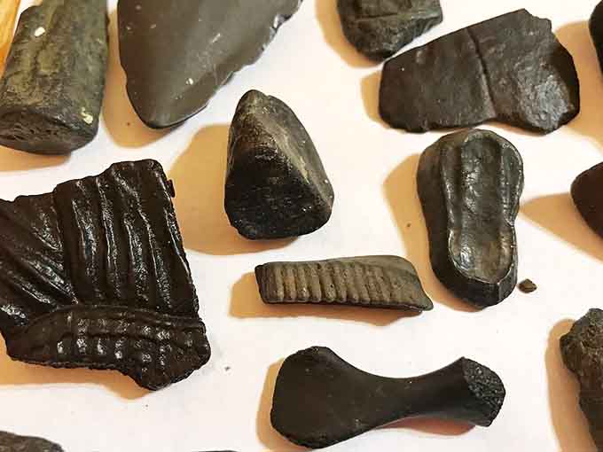 These dark-colored fossils stand out beautifully against lighter sediment, making them easier to spot for eagle-eyed hunters.