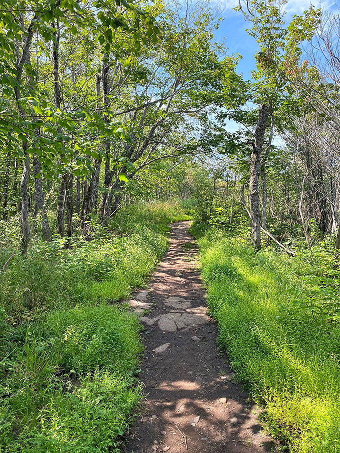 Nature's carpet unfurls along this sunlit dirt path, where every step brings new forest secrets to discover.