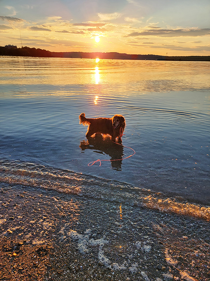 Golden hour magic: A furry friend enjoys sunset waters that shimmer like liquid amber in the fading light.