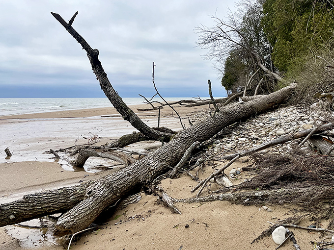 These fallen giants aren't just driftwood&mdash;they're nature's sculpture garden, each piece telling tales of storms and journeys.