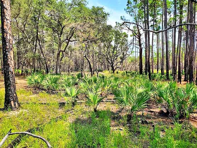 A field of saw palmetto creates nature's own sculpture garden, their fan-like fronds catching golden Florida sunlight.