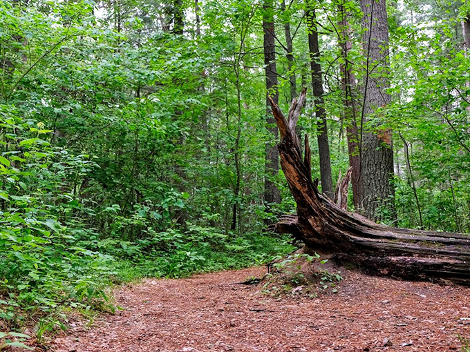Fallen giants rest on the forest floor, their decomposition a slow-motion feast feeding the next generation of woodland wonders.