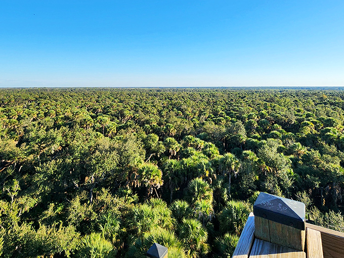 From the tower's summit, Florida reveals itself as an endless carpet of treetops stretching toward the horizon &ndash; nature's infinity pool.