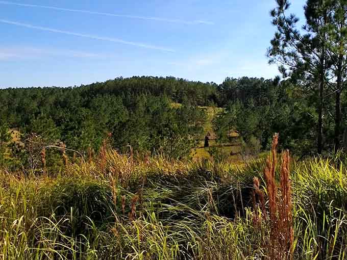 The greenery here is so lush it makes your houseplants look like they've given up on life entirely.