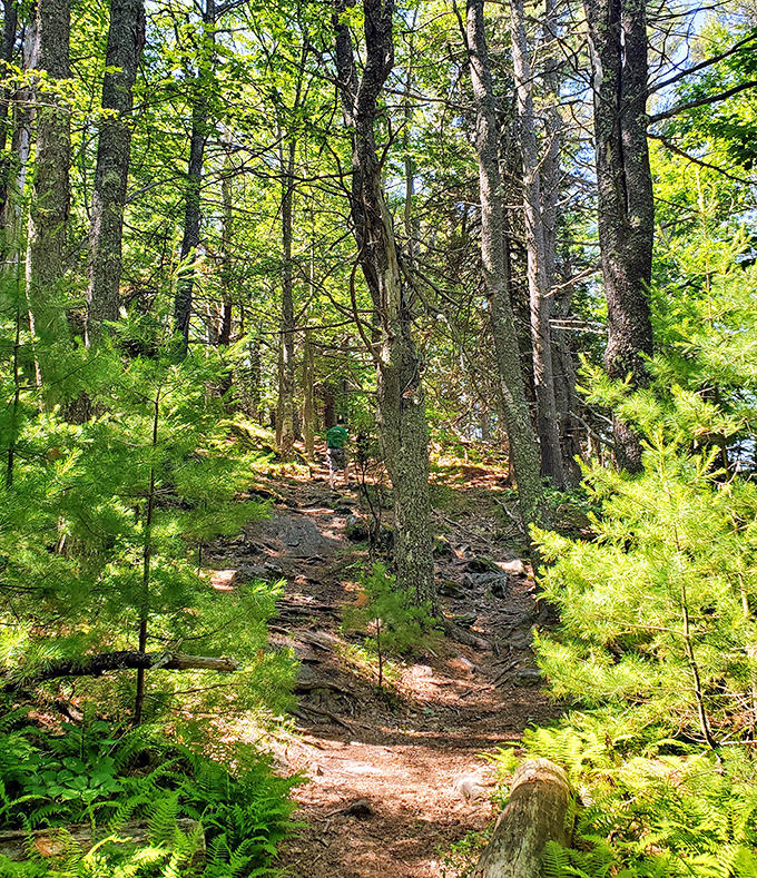 Pine-scented pathways wind through dappled sunlight, offering hikers a gentle journey through Maine's coastal ecosystem.