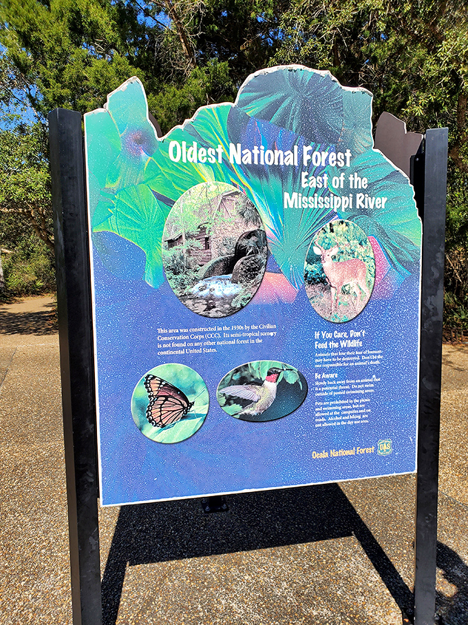 The information board reveals you're standing in America's oldest national forest east of the Mississippi – history that predates your favorite streaming series.