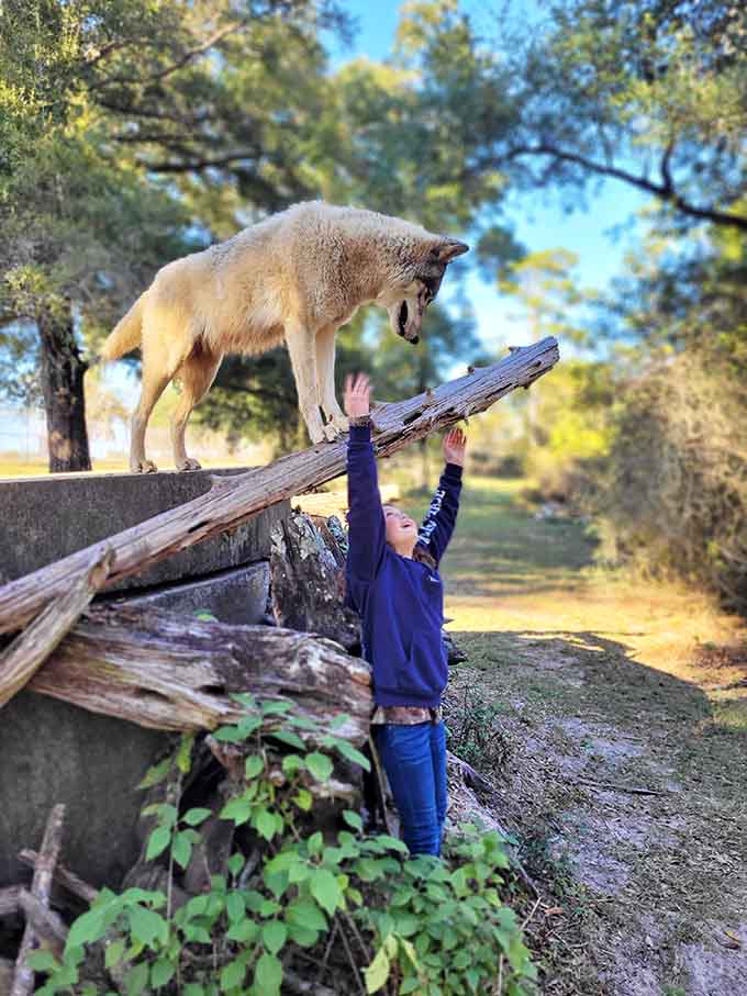 That moment when a kid realizes wolves aren't the villains from fairy tales but magnificent creatures worthy of respect and belly rubs.