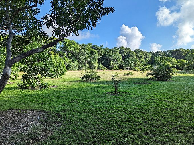 Nature reclaims what man has touched, creating this perfect meadow where wildlife and visitors share common ground.